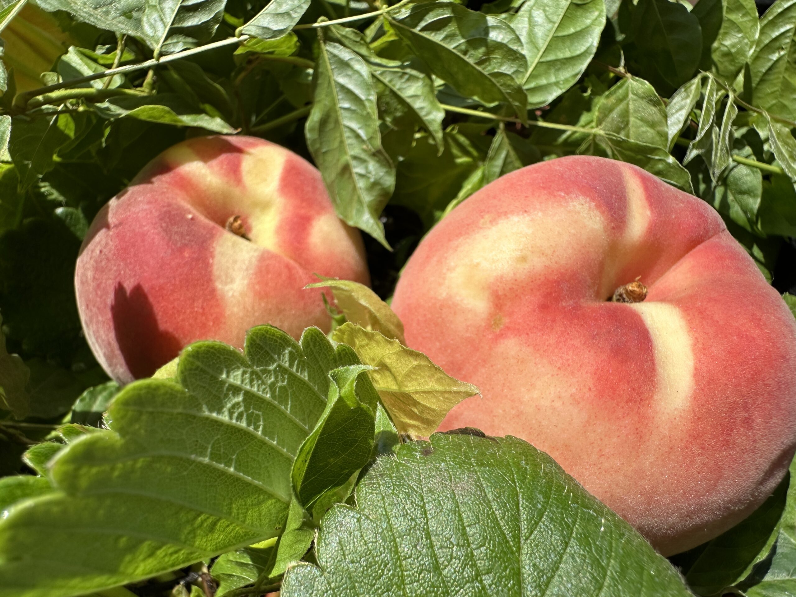 White Peaches Ripe